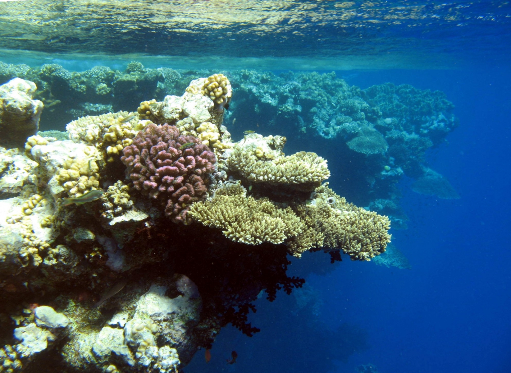 Protéger les récifs coralliens | Fondation Veolia